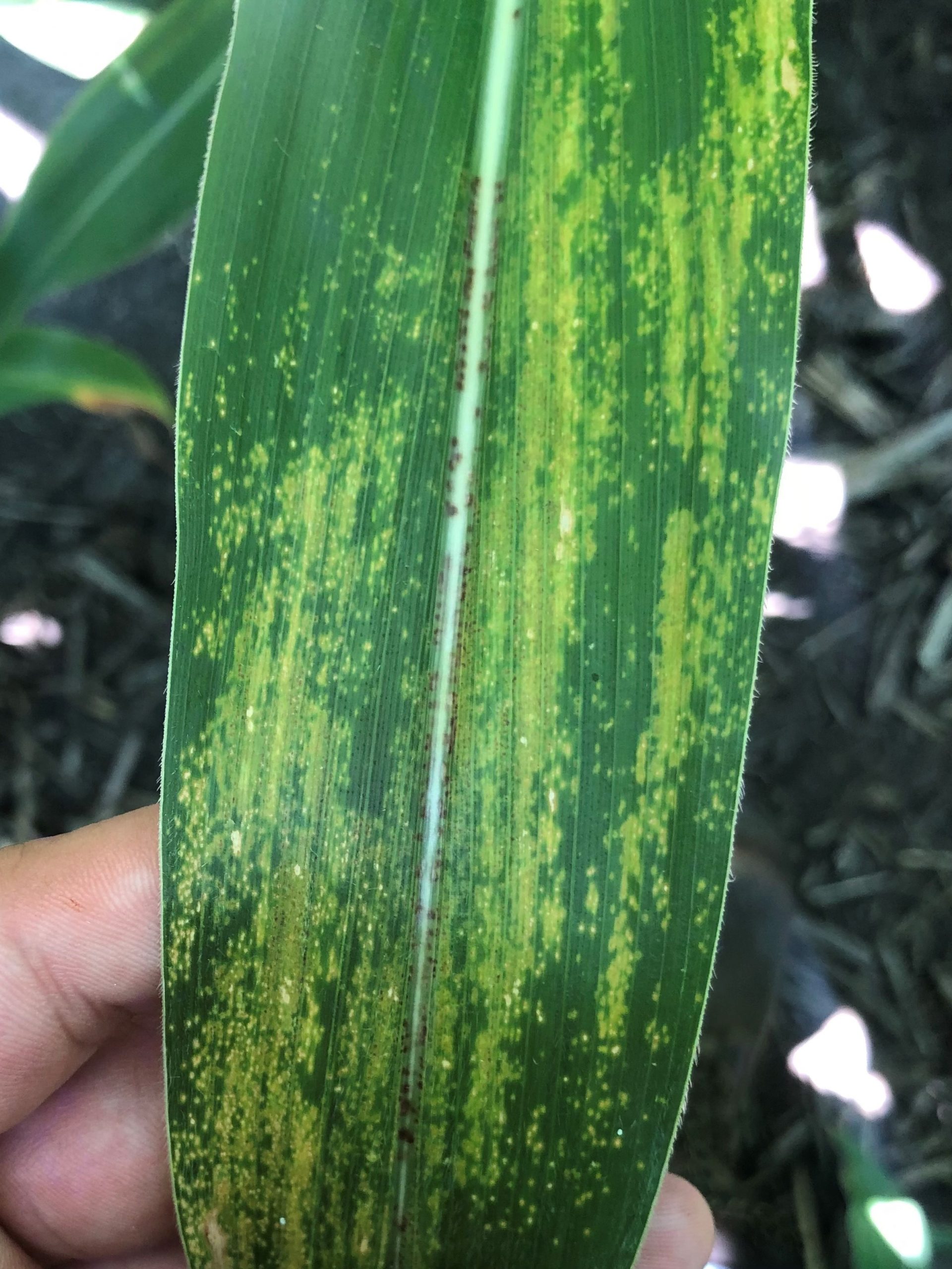 Critical Time for Disease Development - IntelinAir | AGMRI