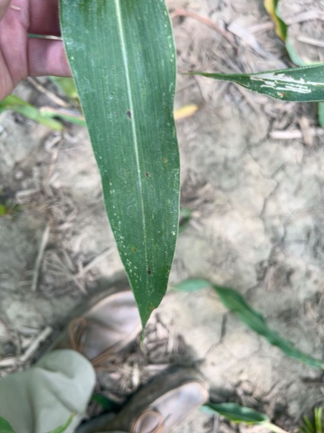 Use Case: Effective Management of Tar Spot in Corn through AGMRI ...